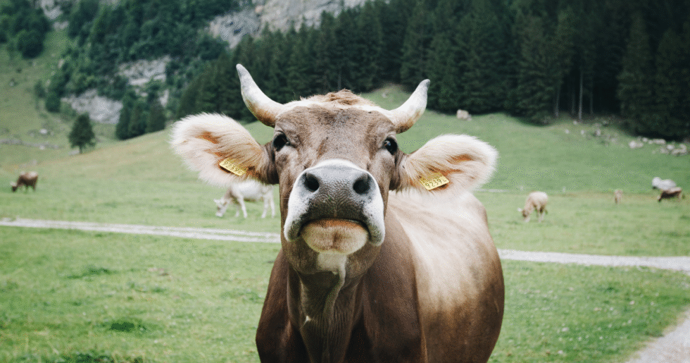 Is Cheese Halal? A CHB Explainer - Canadian Halal Bureau